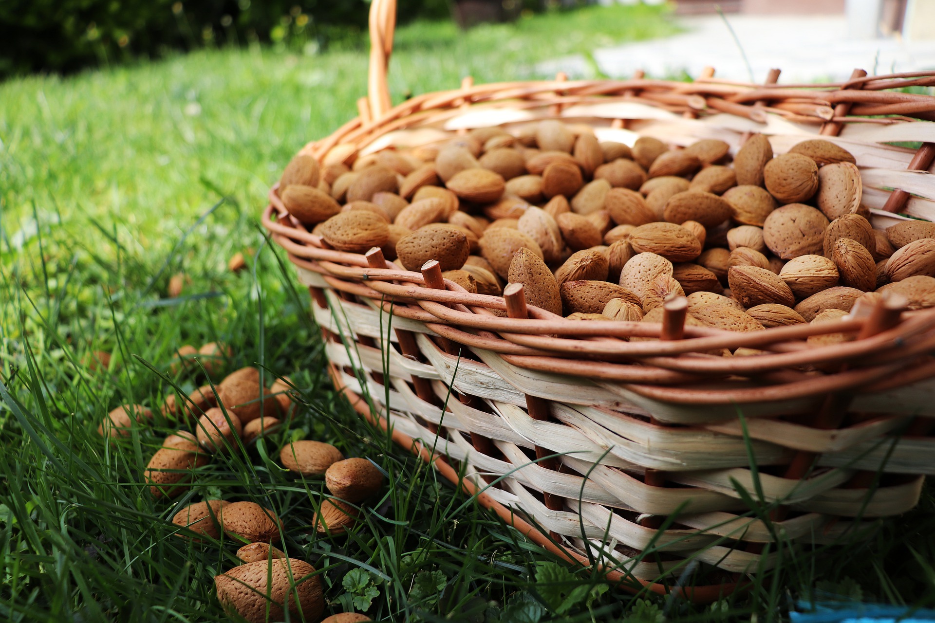 The Many Benefits of Almonds | Live Your Life Vegan