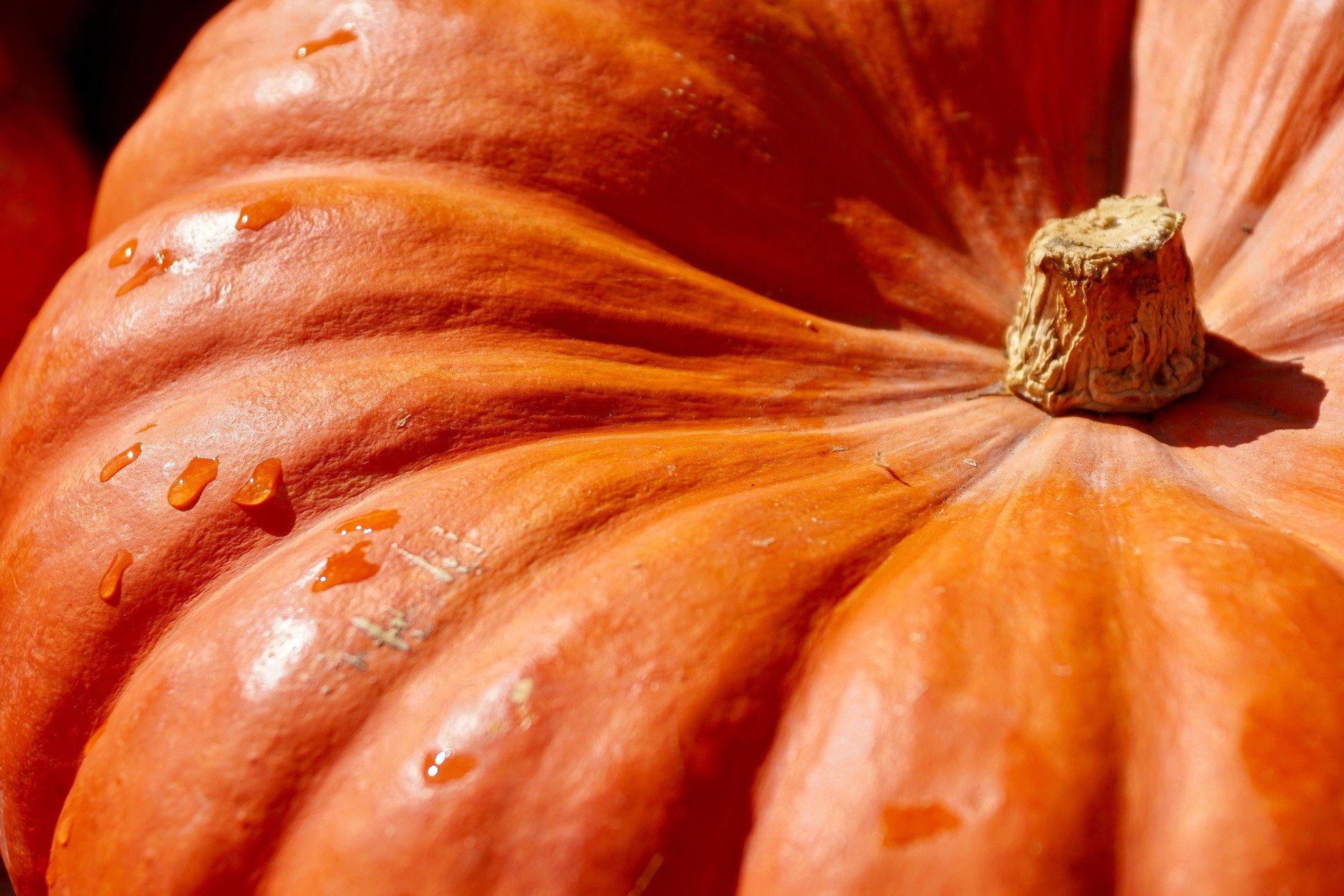 The Pumpkin: Fall’s Favorite Food | Live Your Life Vegan